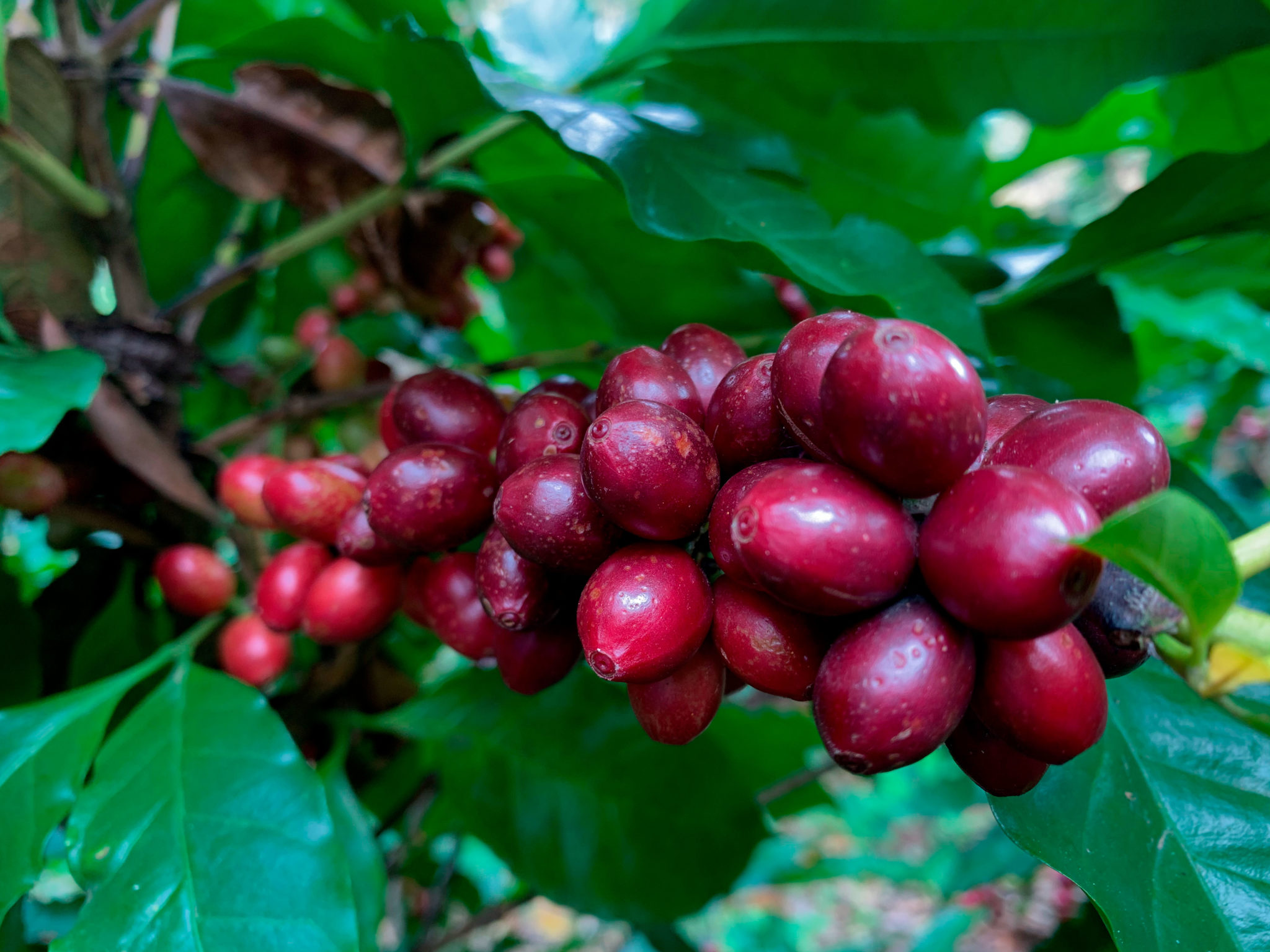 Coffee Festival El Salvador at Patrick Oala-rarua blog